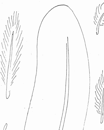 Leathercraft Pattern for Robb Barr Eagle Feather – Elktracks Studio